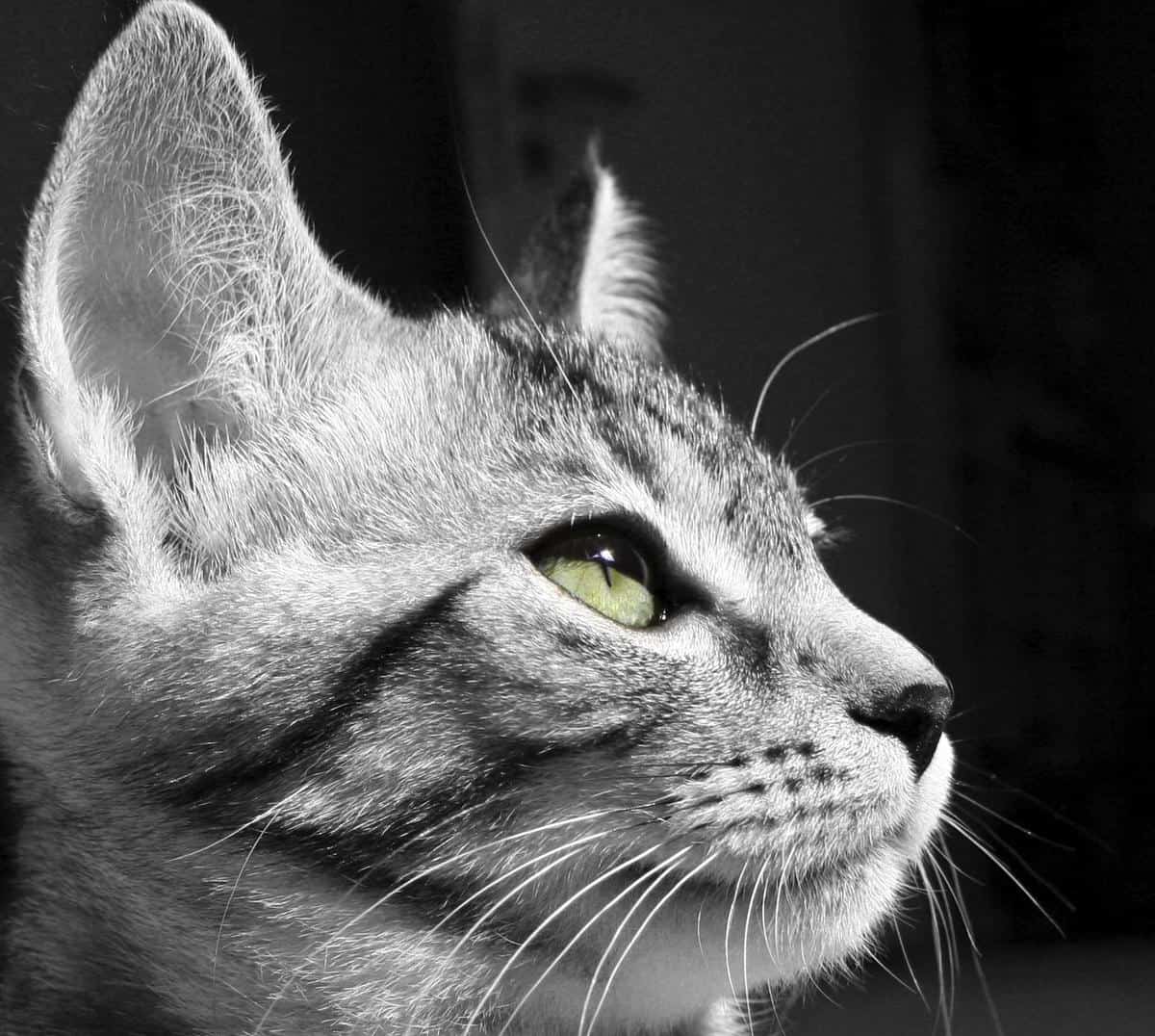 BarkBox For Cats Monthly Subscription Boxes For Cats