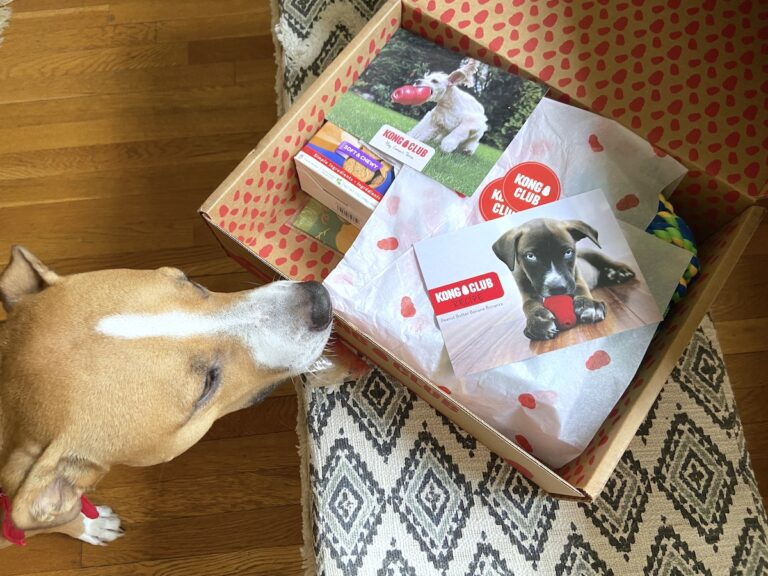 6 Stuffed KONG Recipes: What to Stuff in a KONG Dog Toy