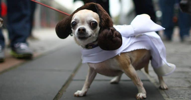 450+ Nerdy Dog Names: Geeky Names For Your Canine!