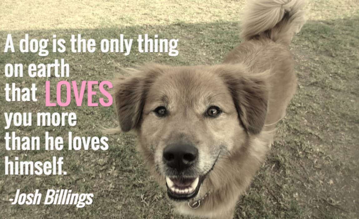 25 Dog Quotes With Pictures 