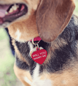7 Ways to Use Your Dog In Your Proposal