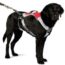 6 Must-Have Gear for Bikejoring, Skijoring, and Canicross