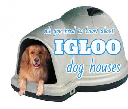 6 Dog-Proof Flooring Options That Will Hold Up to Your Hound