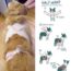 DIY Thundershirt Tutorial: How to Make a Dog Anxiety Wrap