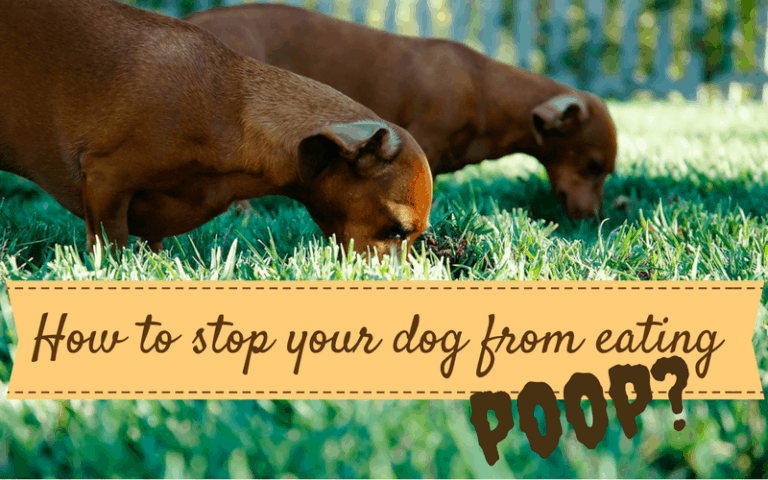 11 Reasons Why Dogs Poop & Pee Inside After Being Outside!