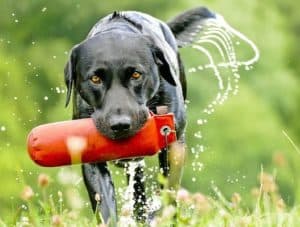 14 Best Dogs For Anxiety: The Most Comforting Canines!