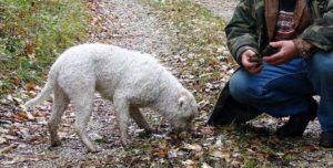 Truffle Hunting Dogs 101: How Dogs Help Owners Sniff Out Big Bucks!