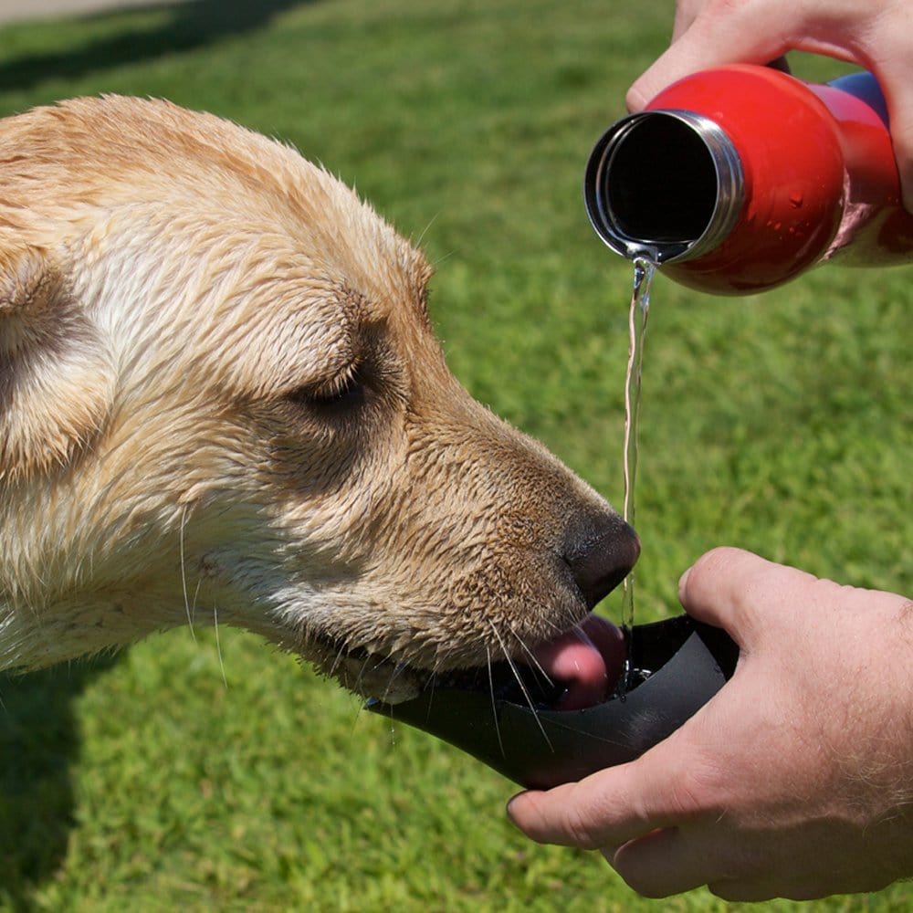 Dog Running 101: How to Train Your Dog to Run with You!