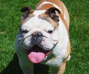 8 Best Dogs For Single Guys: Your Canine Wingman's On The Way!
