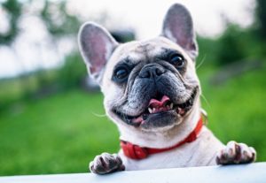 8 Best Dogs For Single Guys: Your Canine Wingman's On The Way!