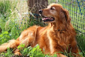 8 Best Dogs For Single Guys: Your Canine Wingman's On The Way!