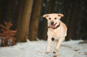 8 Best Dogs For Single Guys: Your Canine Wingman's On The Way!