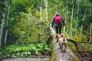 500+ Nature Dog Names For Your Outdoor Lovin' Dog!