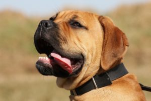 14 Scary Looking Dog Breeds That'll Make Criminals Think Twice