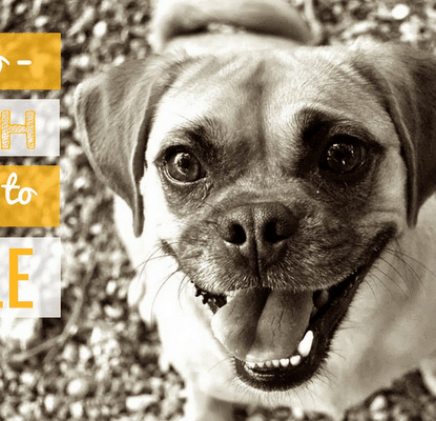 How to Teach Your Dog to Say I Love You in 5 Steps!