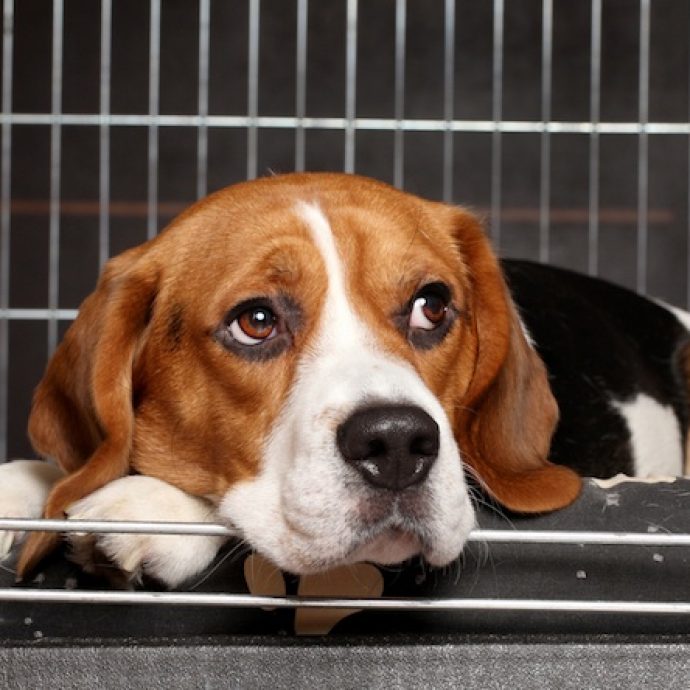 6 Best Dog Crates For Large & Extra-Large Dogs [2022 Reviews]