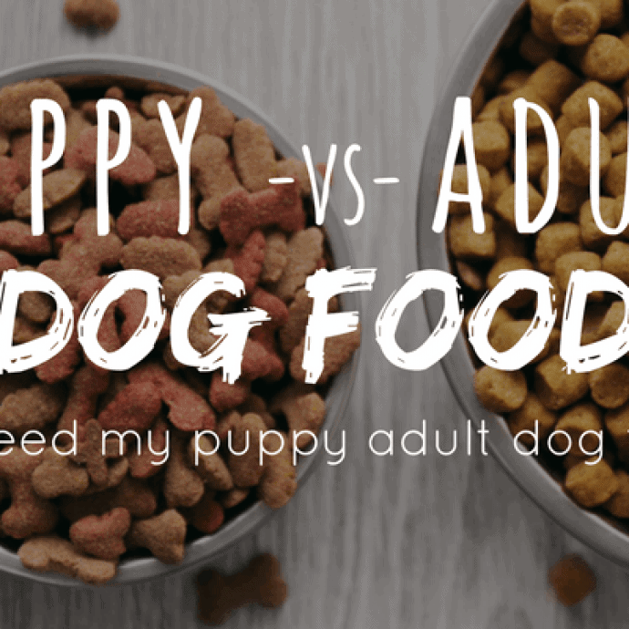 5 Best Beef Dog Foods [2022 Reviews]: Satisfying Your Carnivore Canine!