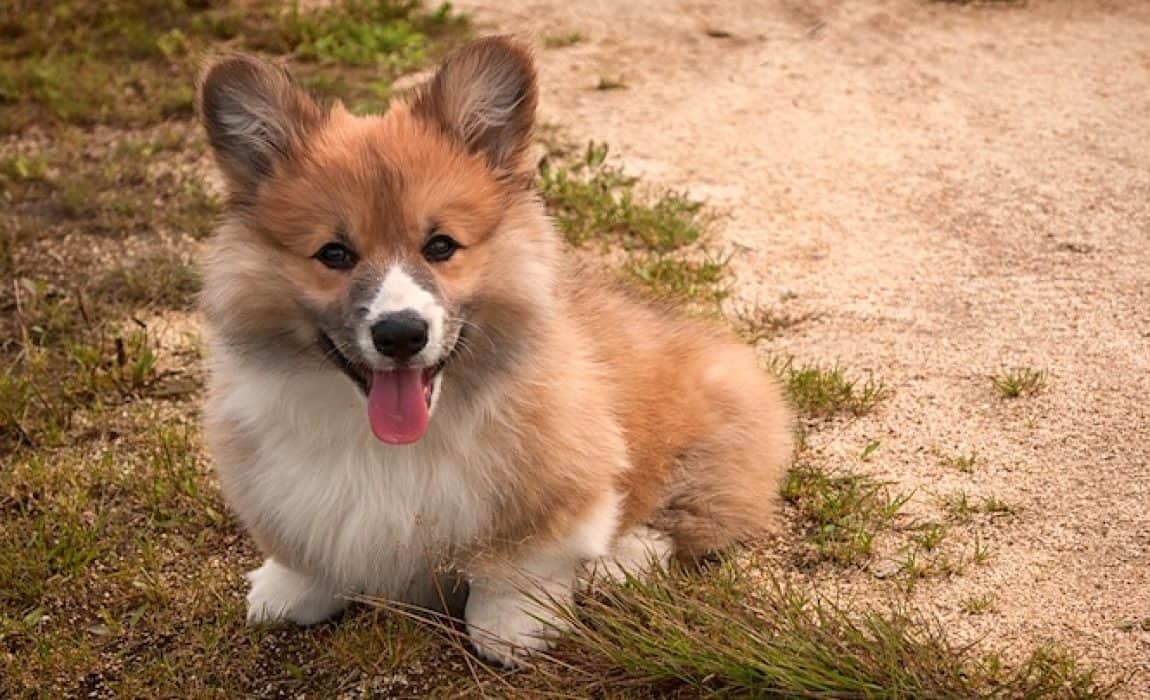 Corgi Breeds