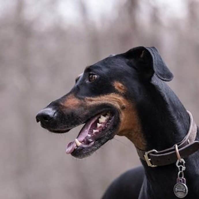 17 Greyhound Mixes: Gorgeous & Graceful Four-Legged Pals!
