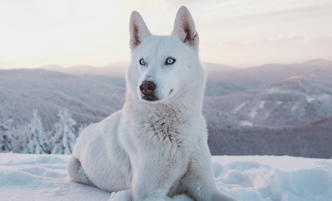 300 Alaskan Dog Names Great Names For Northern Doggos