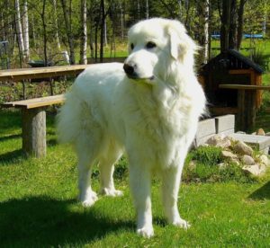 14 Scary Looking Dog Breeds That'll Make Criminals Think Twice