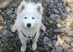 Help - My Dog Keeps Eating Rocks! How to Stop Your Dog's Rock Munching