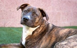 13 Brilliant Brindle Dog Breeds: Striped Colors & Lookin' Good!