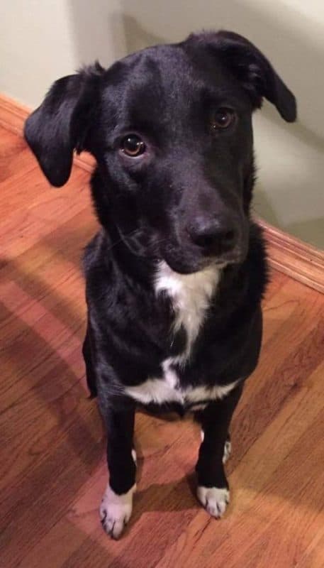 Boradors: Border Collie Lab Mix - Everything You Need to Know!