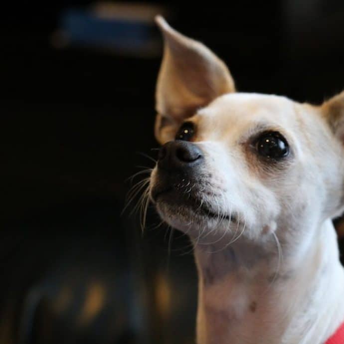 7 Types of Chihuahuas: From Short-Haired to Apple-Headed!