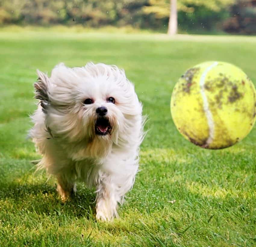 Truffle Hunting Dogs 101: How Dogs Help Owners Sniff Out Big Bucks!