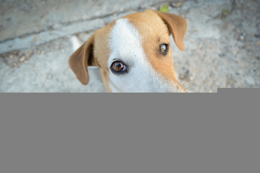12 Epic Amazon Prime Day Dog Deals for July 12 2022