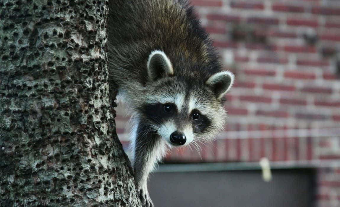 4 Best Dog Proof Raccoon Traps Catching Coons Keeping Fido Safe 4 Best Dog Proof Raccoon Traps Catching Coons Keeping Fido Safe