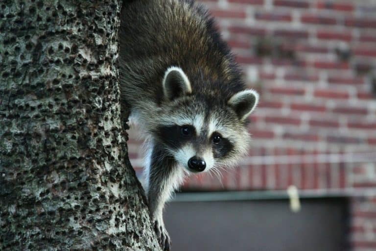 4 Best Dog Proof Raccoon Traps: Catching Coons & Keeping Fido Safe