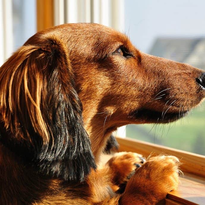 6 Dog-Proof Flooring Options That Will Hold Up to Your Hound