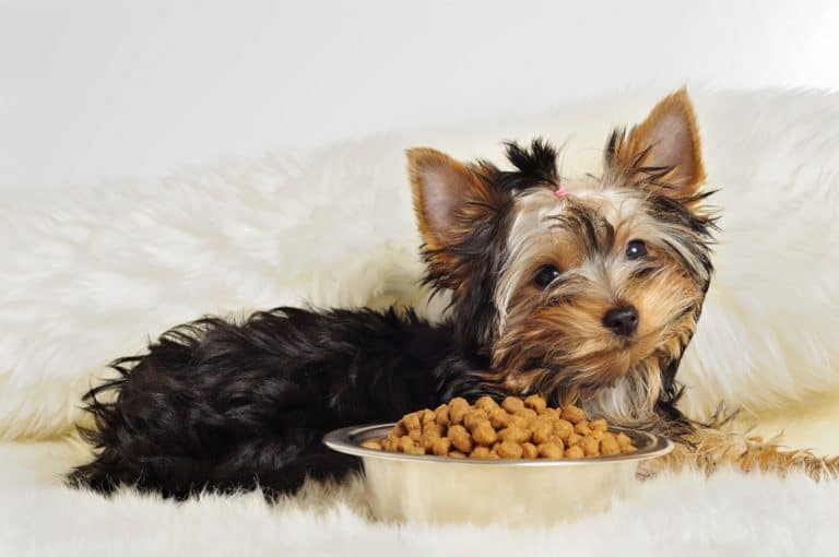 5 Best Dog Foods For Toy Breeds [2026]: Top Nutrition For Tiny Pooches!