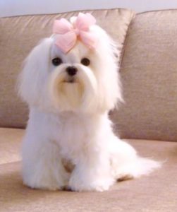 15 Maltese Haircuts & Hairstyles: White, Fluffy, and Looking Fabulous!