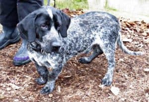 15 Dalmatian Mixes: Spotting The Right Canine Partner!