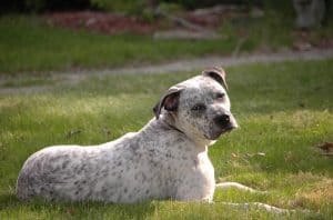 15 Dalmatian Mixes: Spotting The Right Canine Partner!