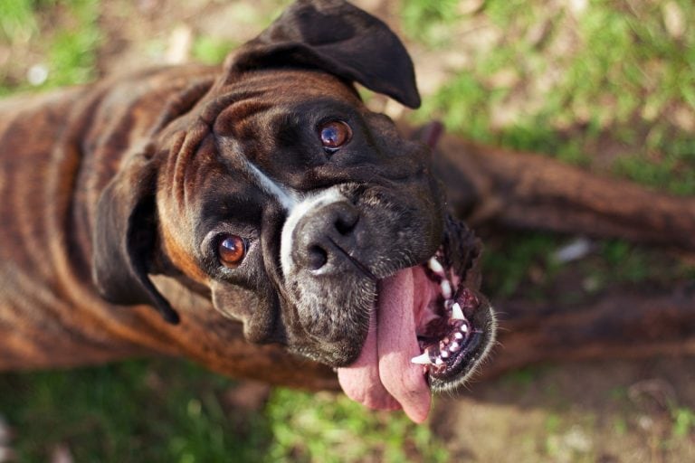 15 Newfoundland Mixes Breeds: Enormous Newfies to Nuzzle You!
