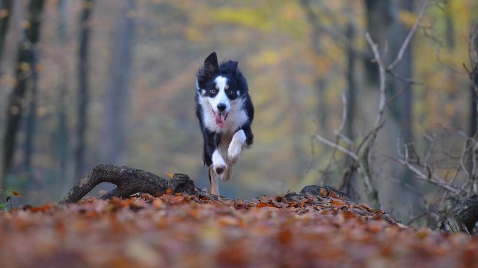 How To Calm A Hyper Dog Games Tips For Calming High Energy Dogs How To Calm A Hyper Dog Games Tips For Calming High Energy Dogs