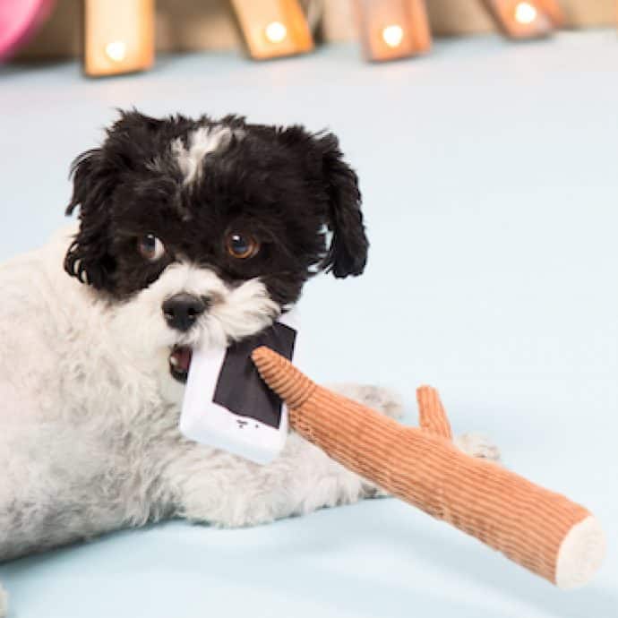 6 Stuffed Kong Recipes: What to Stuff in a Kong Dog Toy