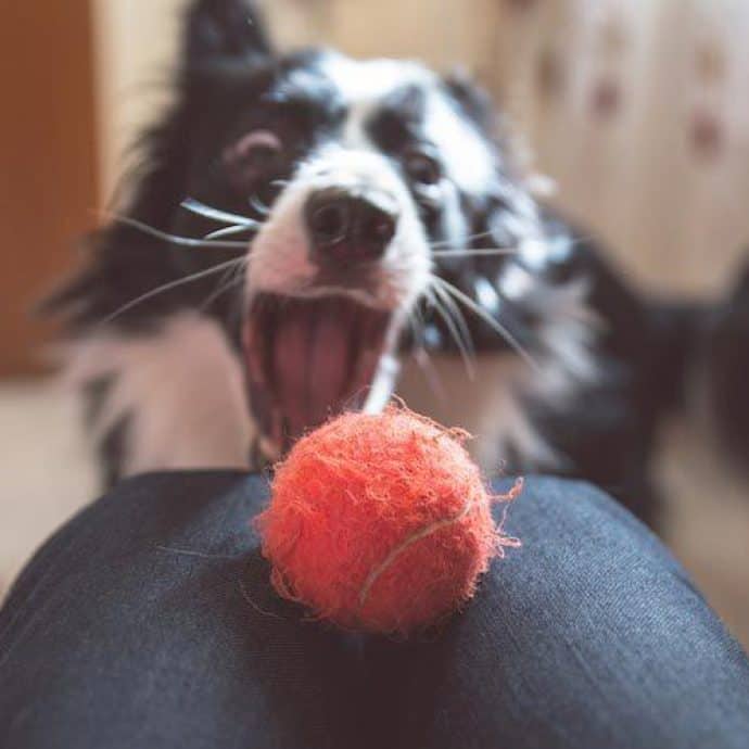 5 Best Chew Toys For Teething Puppies: Safe Toys for Chomping