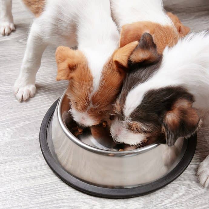 8 Best High Fiber Dog Foods for Regulating Your Pooch's Poop