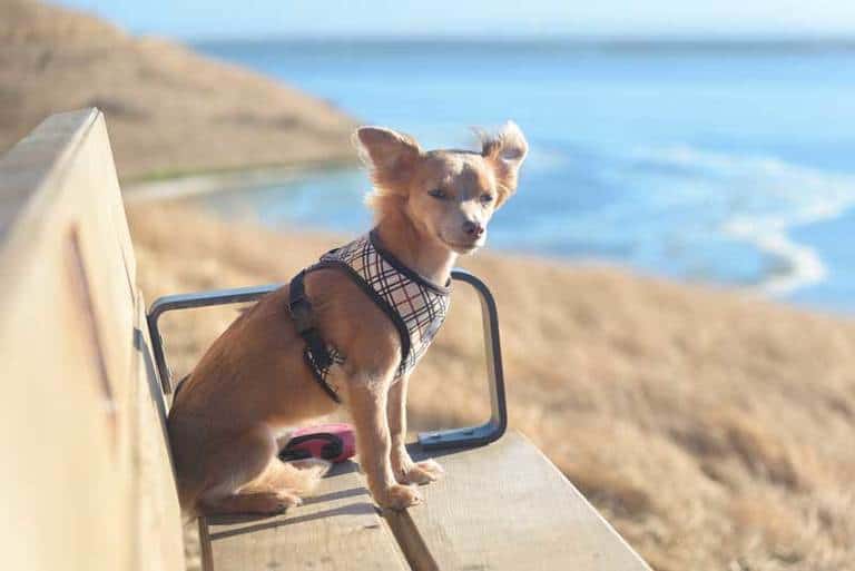 10 Most Comfortable Dog Collars [2026 Reviews]