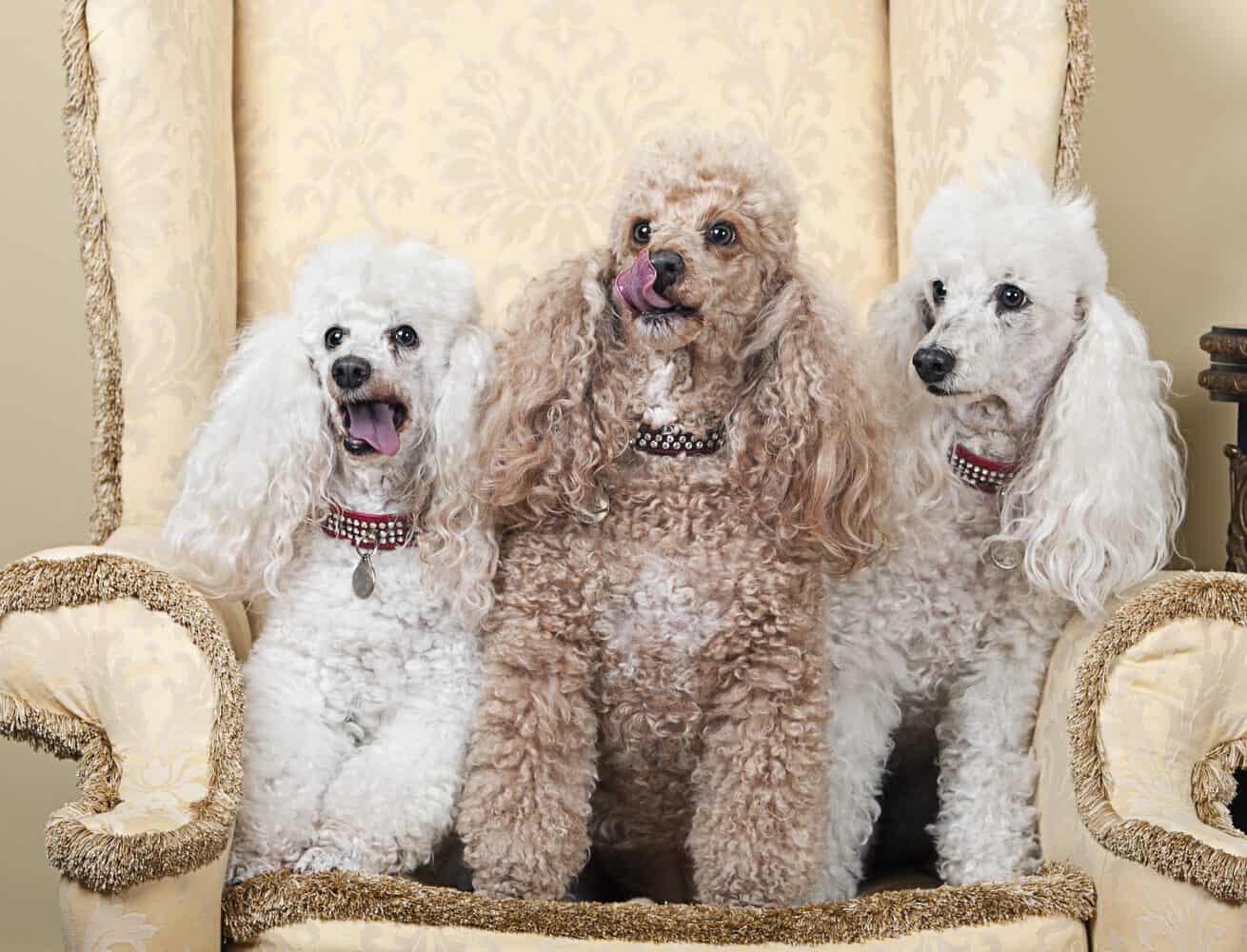 5 Types of Poodles: All Kinds of Fluffy Sizes, Shapes, and Colors!