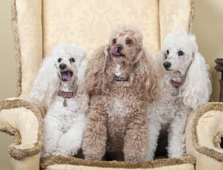 5 Types of Poodles: All Kinds of Fluffy Sizes, Shapes, and Colors!