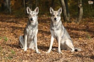 8 Wolf-Like Dog Breeds: Huskies, Wolfdogs, and More!