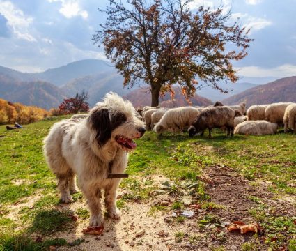 Dog Joring Training: Bikejoring, Skijoing, & More!