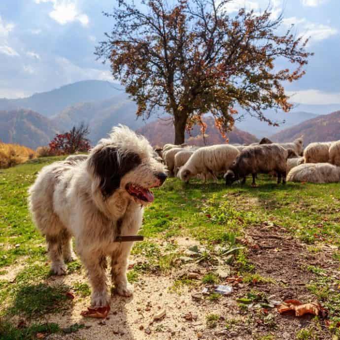 Dog Joring Training: Bikejoring, Skijoing, & More!