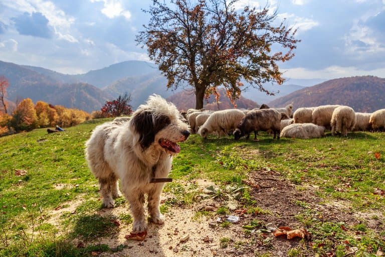 Dog Joring Training: Bikejoring, Skijoing, & More!